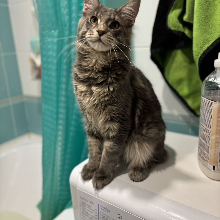 Ищем невесту мейн-кун