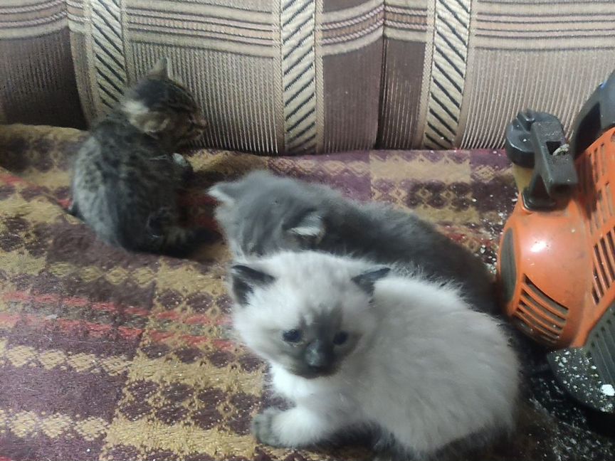 Котята в добрые руки