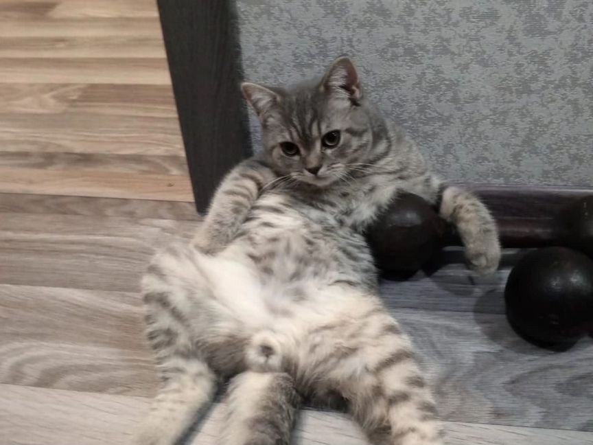 Шотландский кот