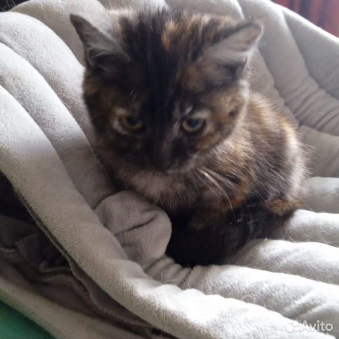 Отдам трехцветного котенка от вислоухой шотландки