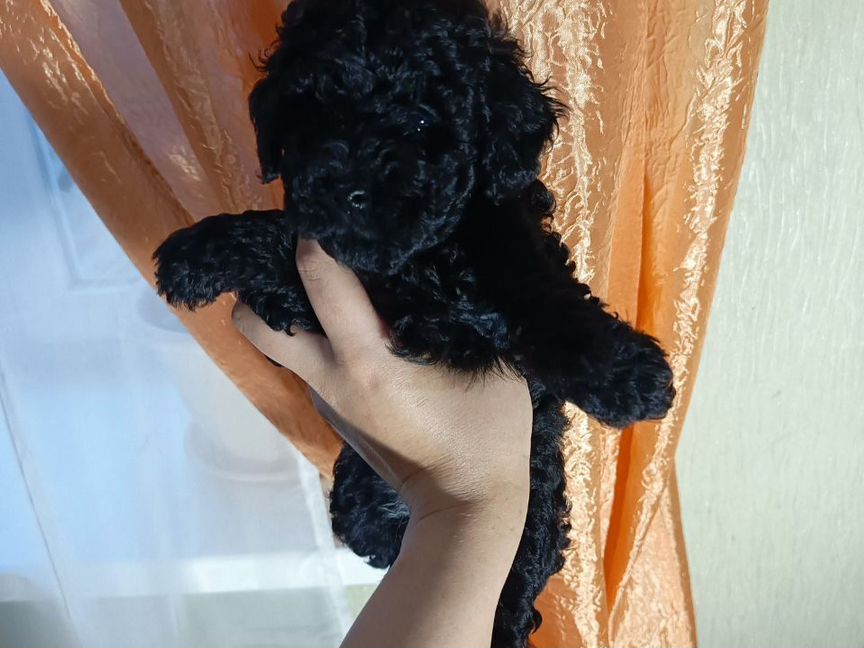 Той-пудель девочки