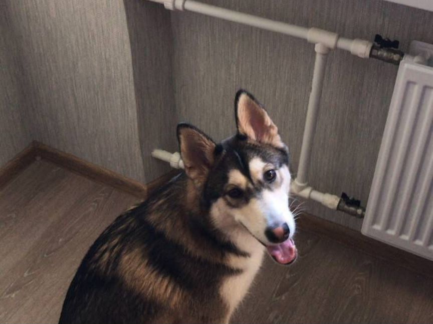 Отдам в добрые руки