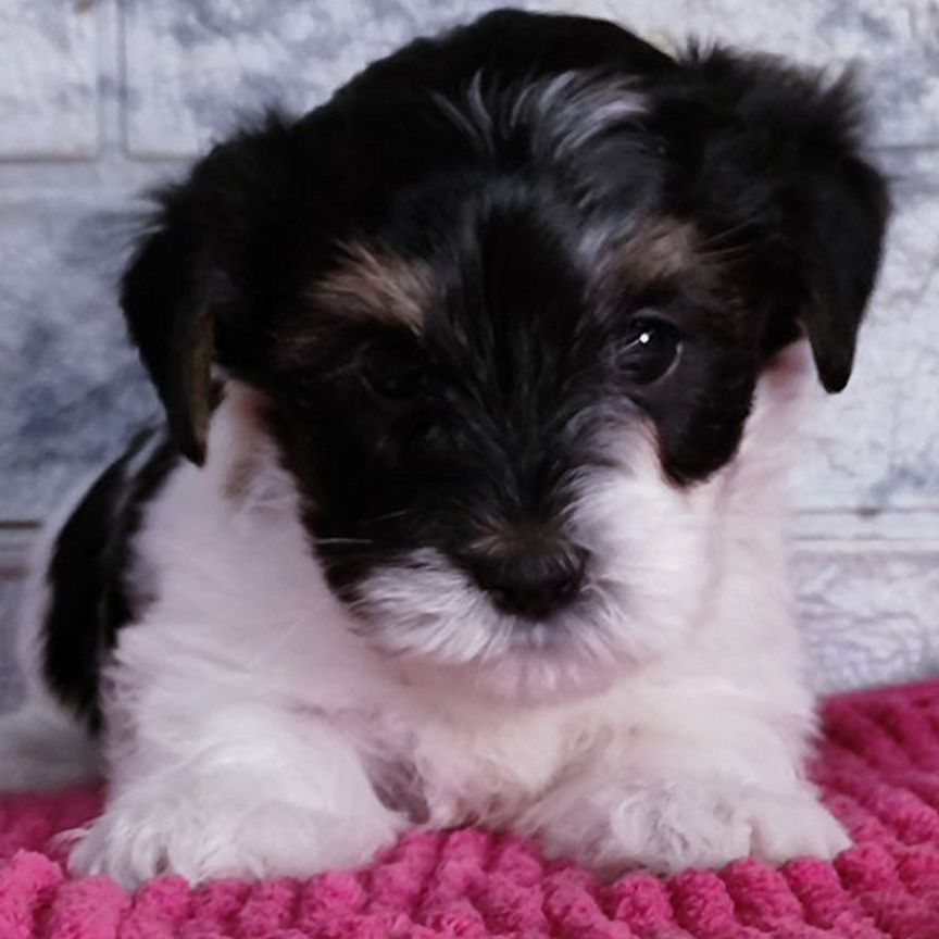 Бивер-йоркширский терьер, щенок