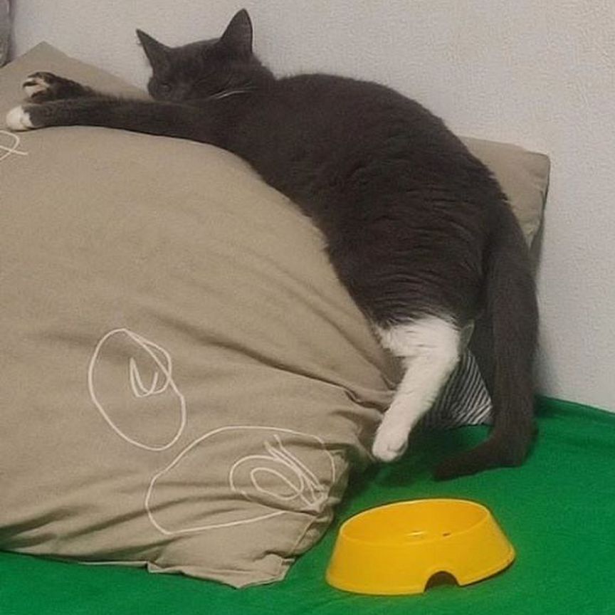 Кошечка Афродита