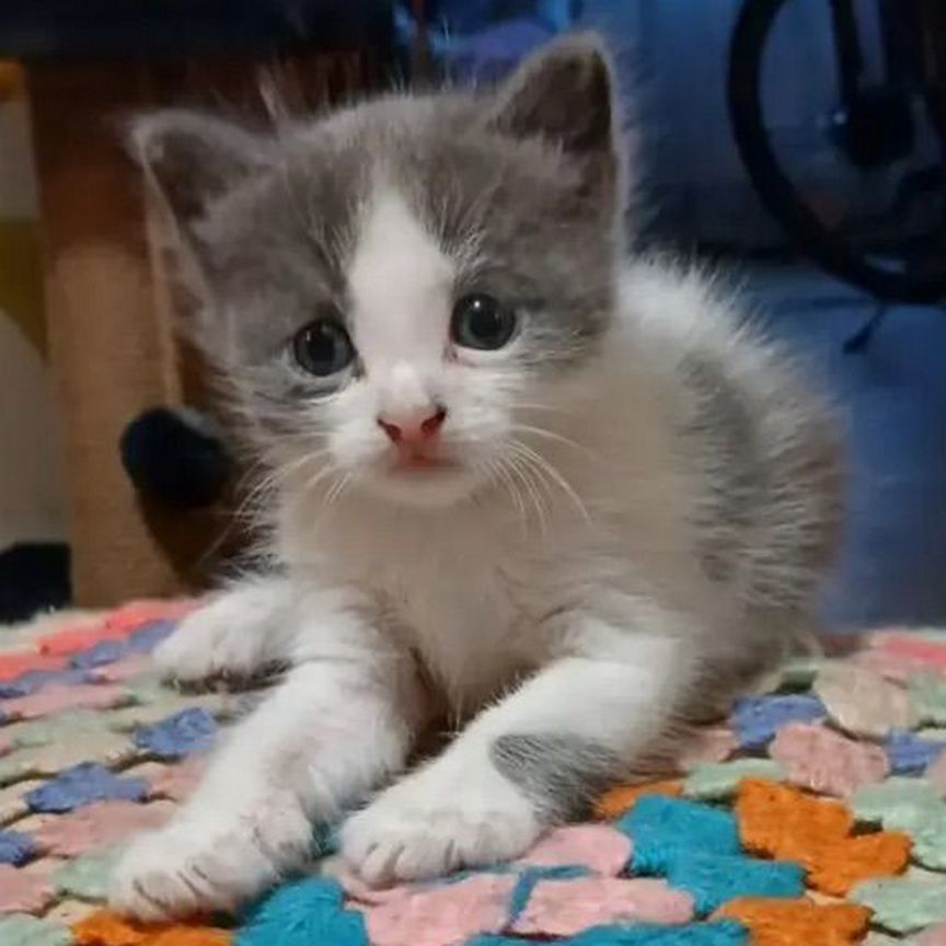 Котёнок в добрые руки