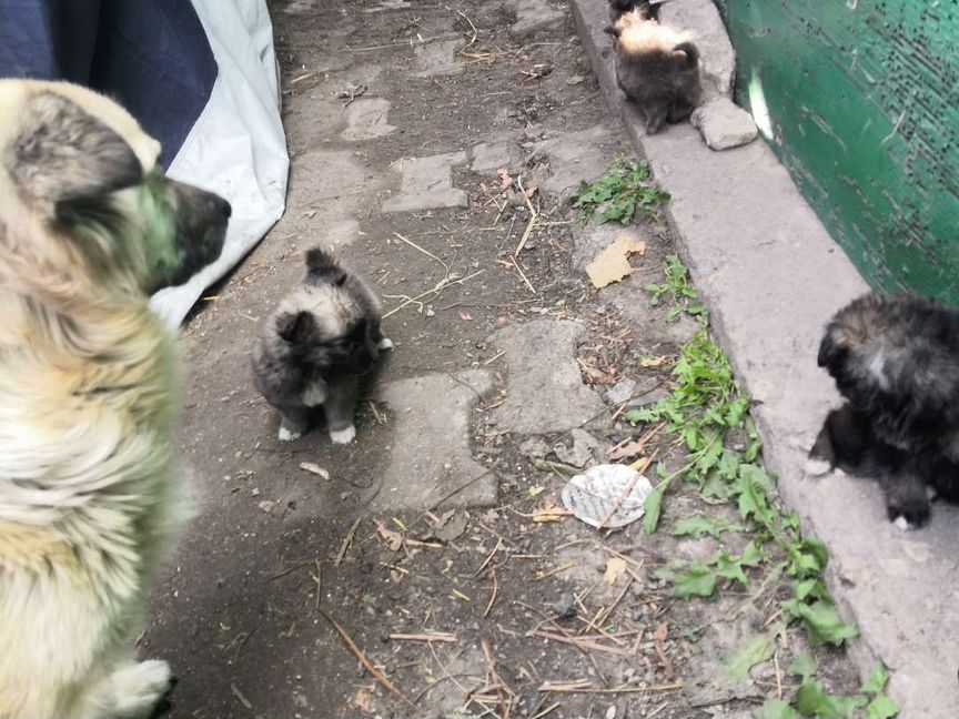 Шенята в добрые руки бесплатно