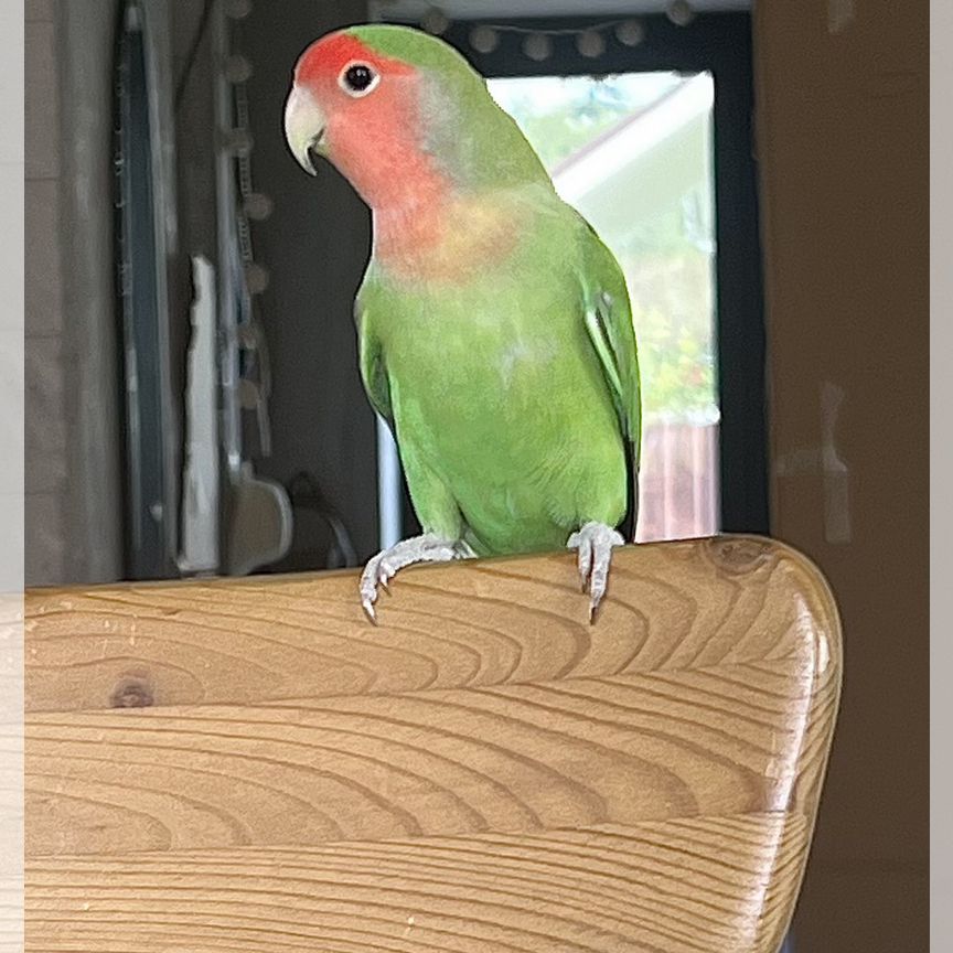 Попугай Неразлучник с клеткой и всем необходимым