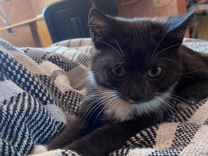 Котята
