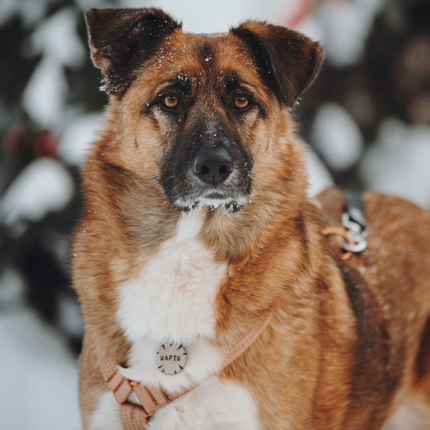 Взрослый пёс в добрые руки