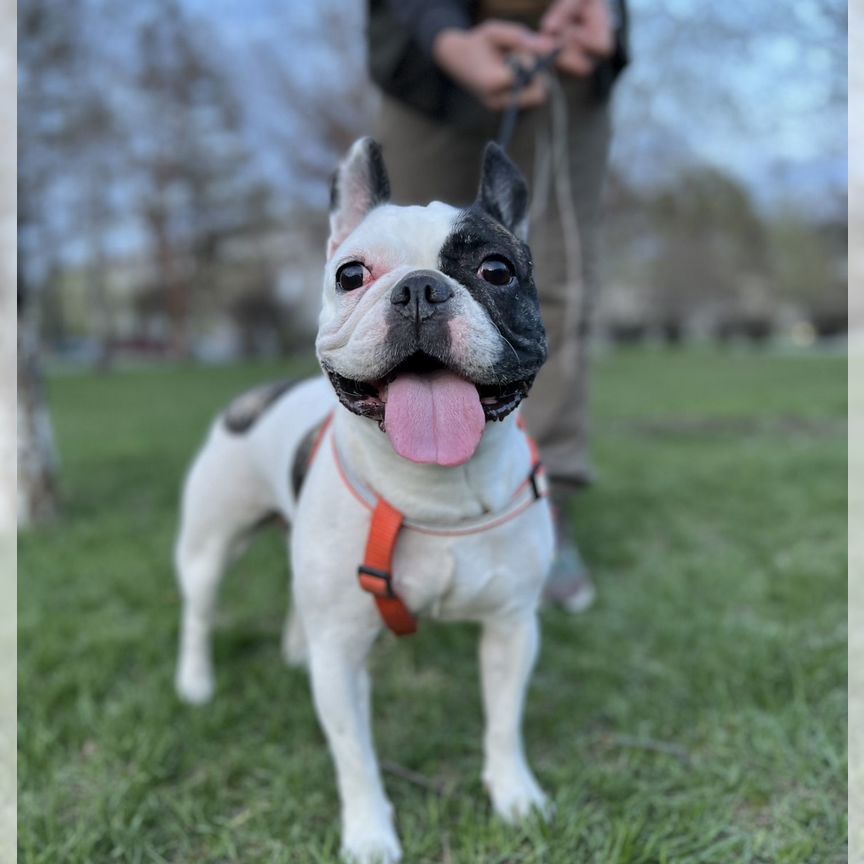 Французский бульдог, взрослая собака