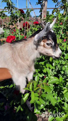 Козлята козёл козачка