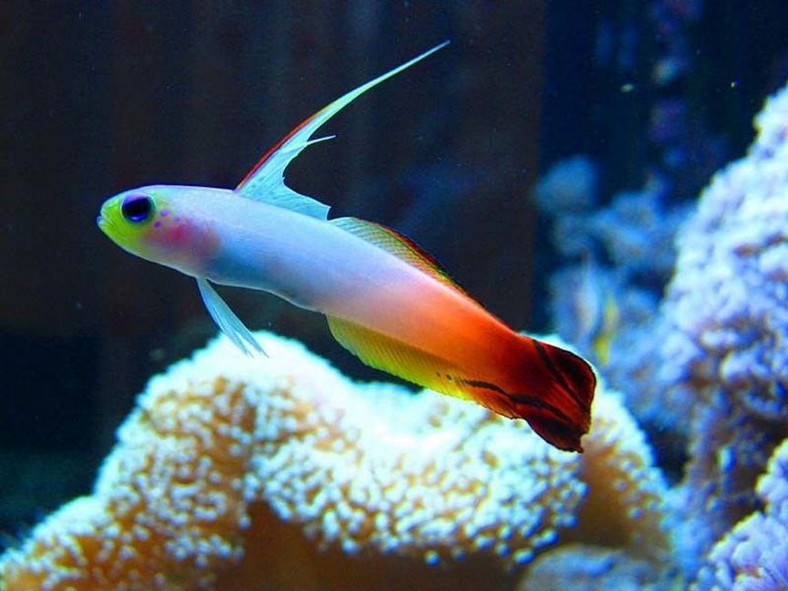 Рыба Нематэлеотрис огненный (магнифика)