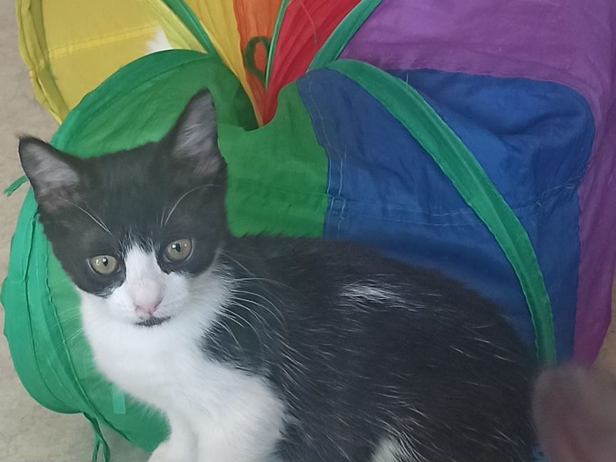 Кот, 4,5 месяца, ждет хозяина