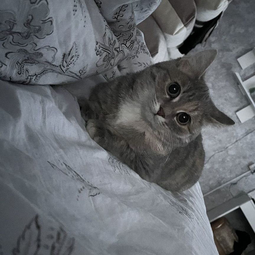 Взрослая кошка в добрые руки