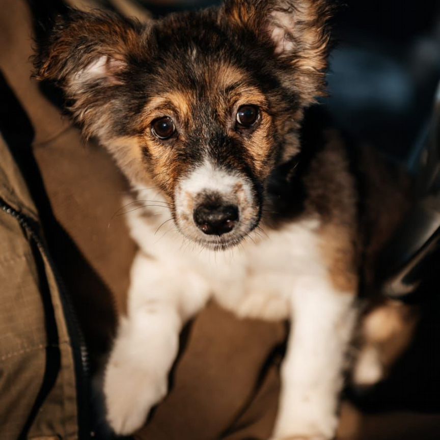 Собачка щенок