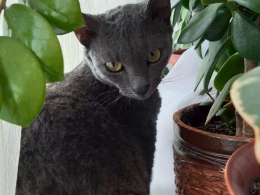 Кошка в дар бесплатно