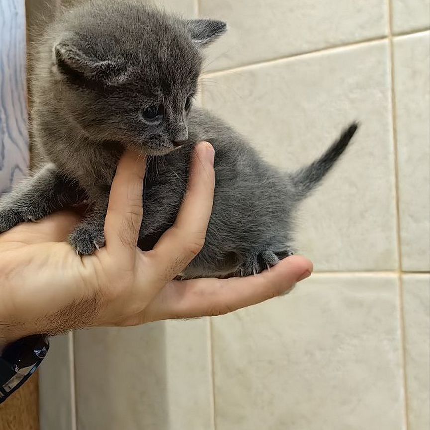 Котята ищут своих хозяев
