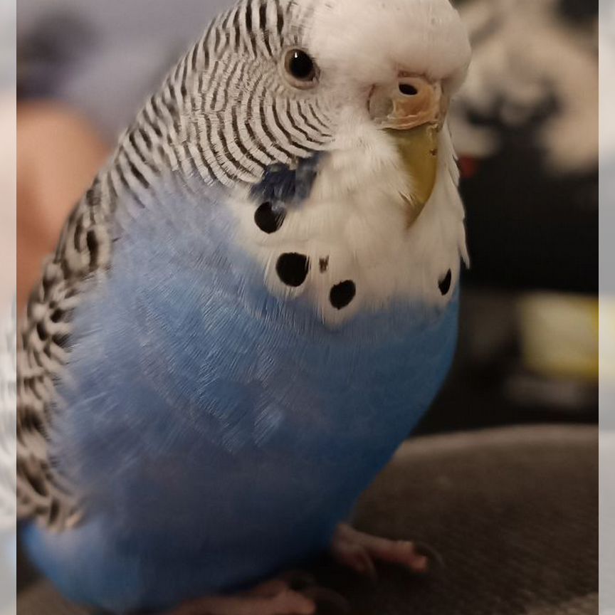 Волнистый попугай ручной