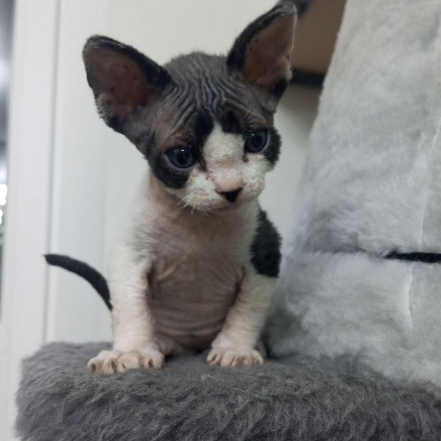 Канадский сфинкс котёнок