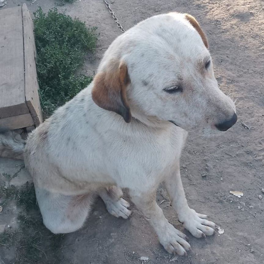 Собака в добрые руки алабай смешанный