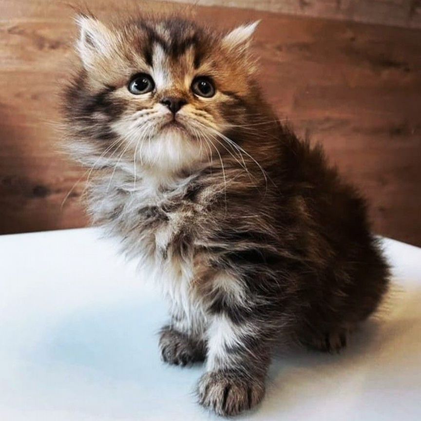 Сибирский котёнок