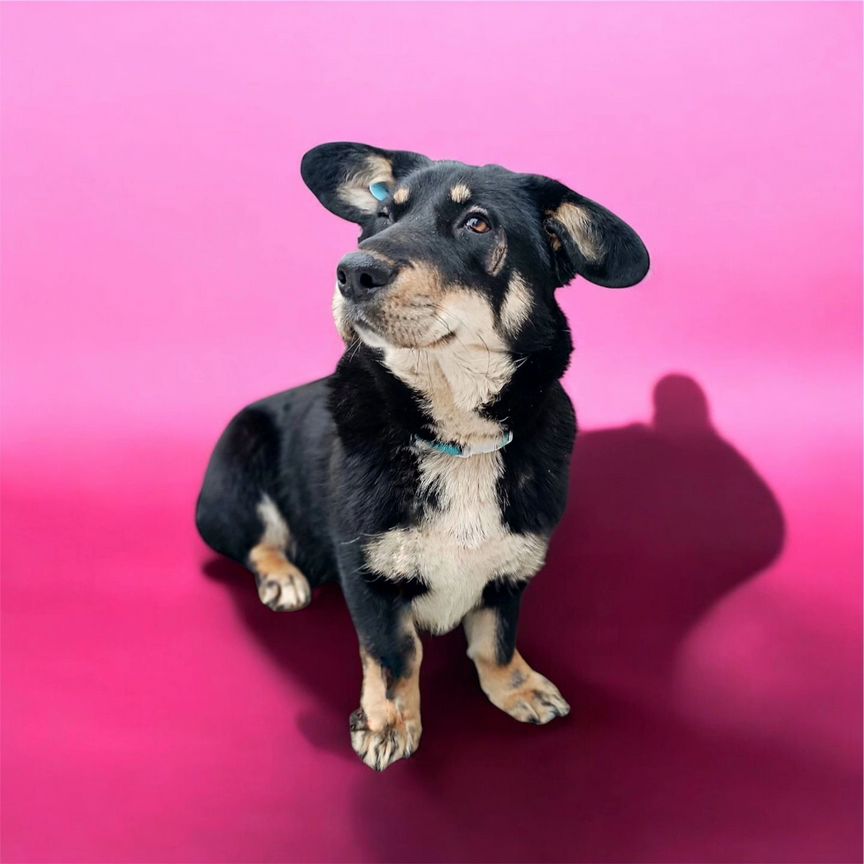 Тори шикарная коротколапая собачка