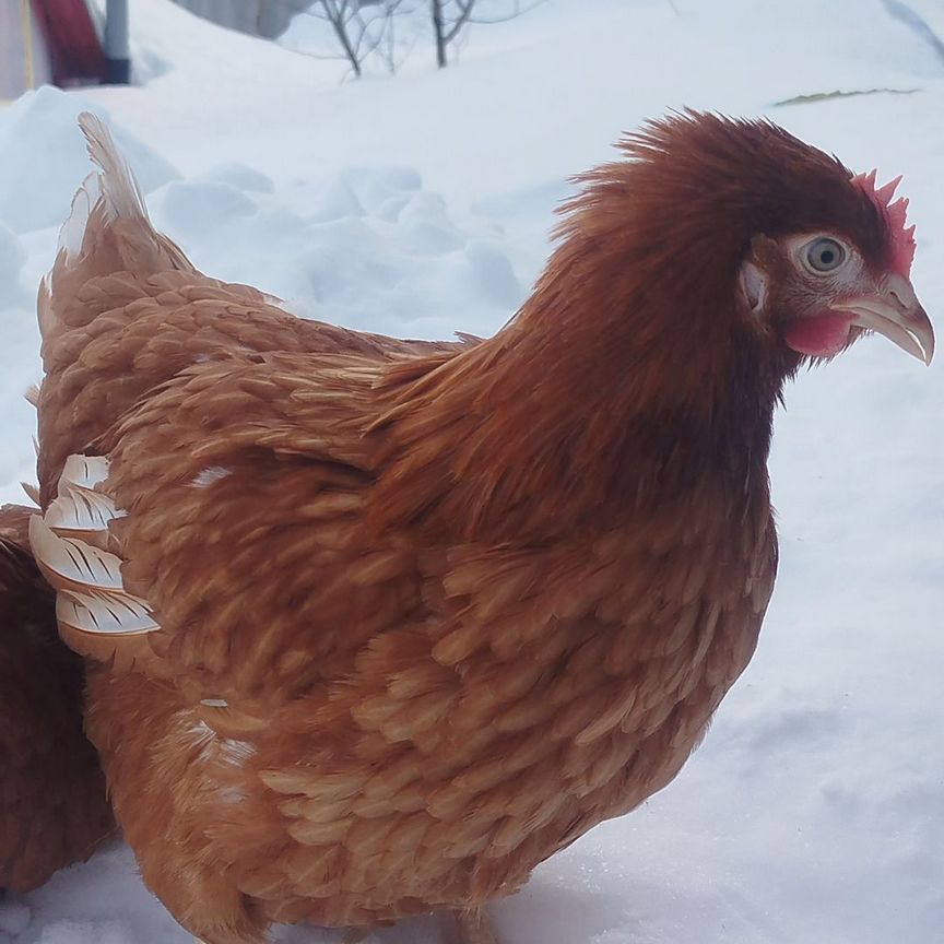 Куры молодки