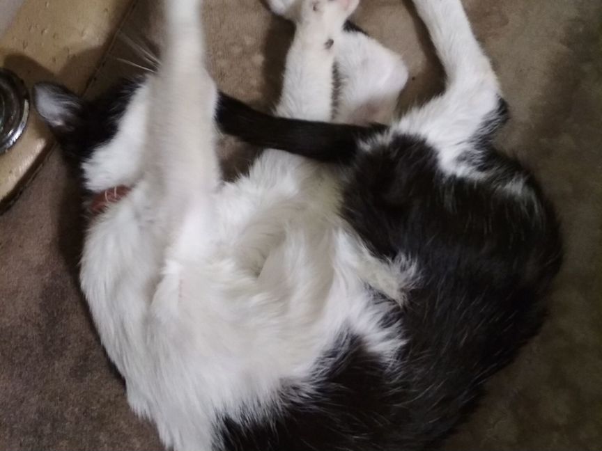 Кошечка Лимончик ищет семью