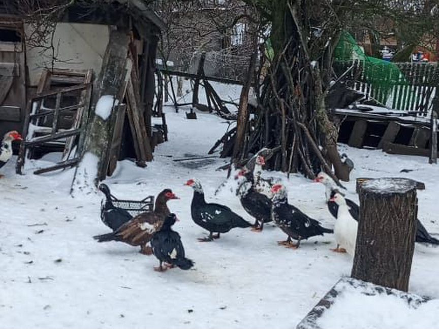 Мускусные утки