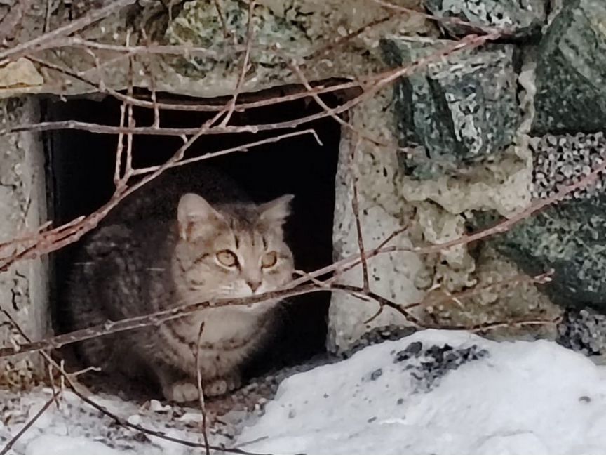 Котёнок ищет хозяина и дом