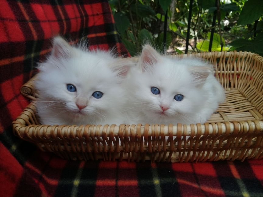 Синеглазые рэгдоллы от Чемпионов