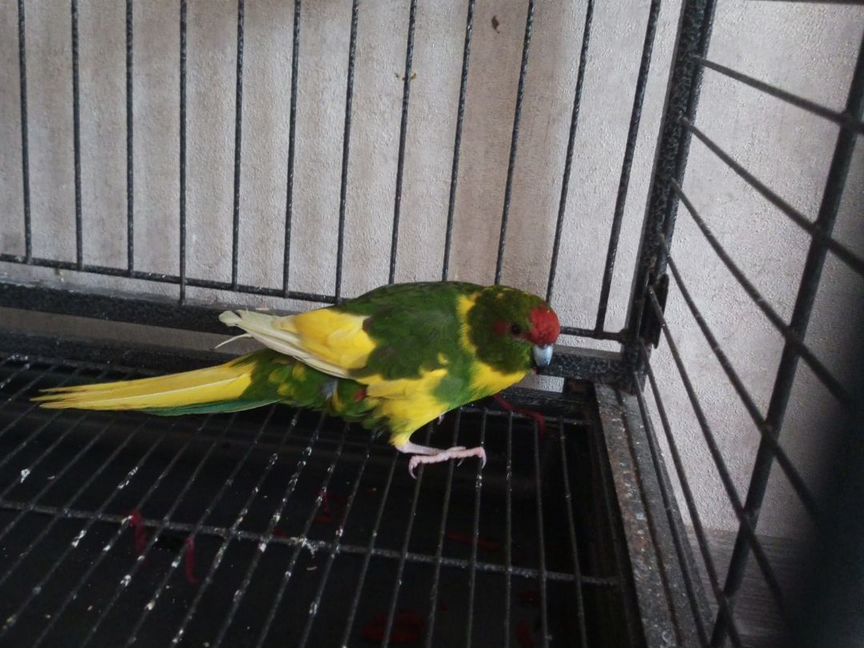 Попугай какарик и волнистый