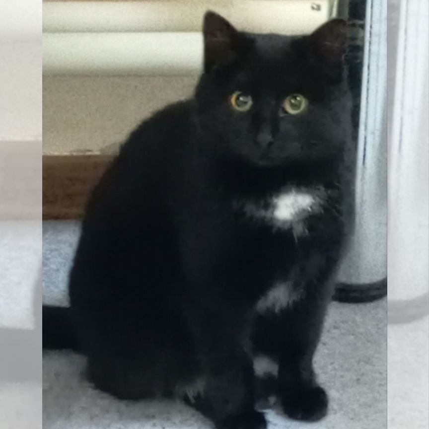 Взрослая, кошка в добрые руки