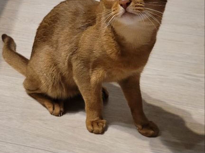 Абиссинская кошка