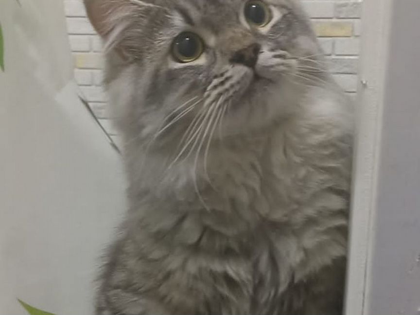 Котёнок 9 месяцев