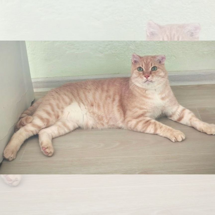 Британский короткошёрстный, взрослый кот