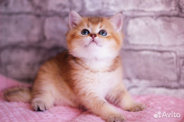 Hennessy мальчик золотая шиншилла ny11