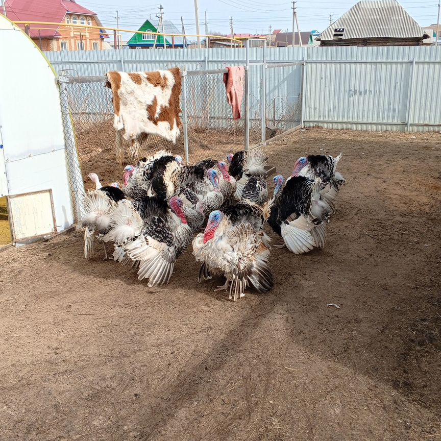 Продам индюков