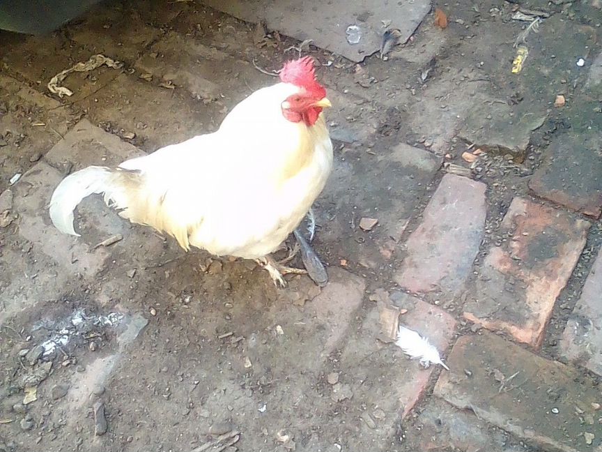 Куры петухи