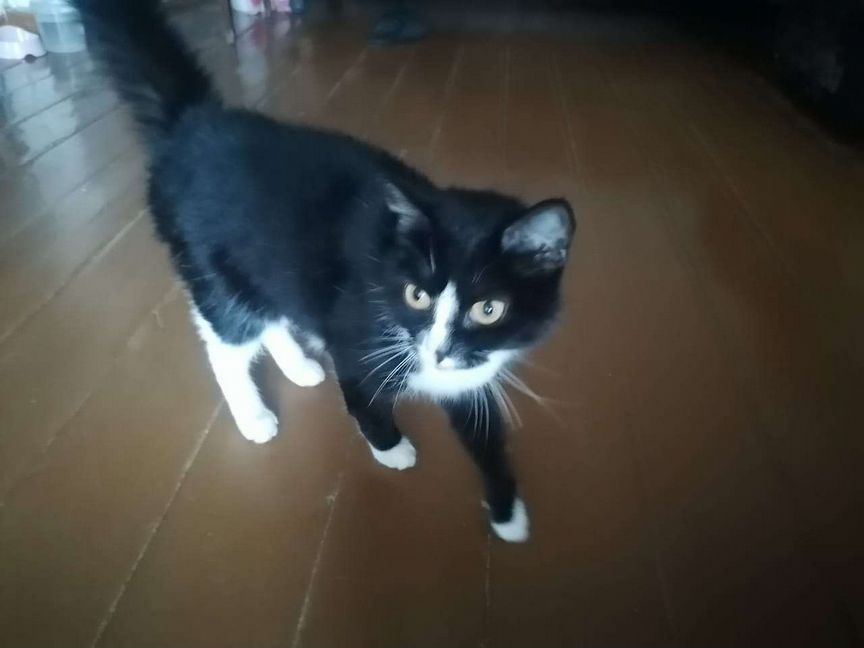 Самая лучшая кошка