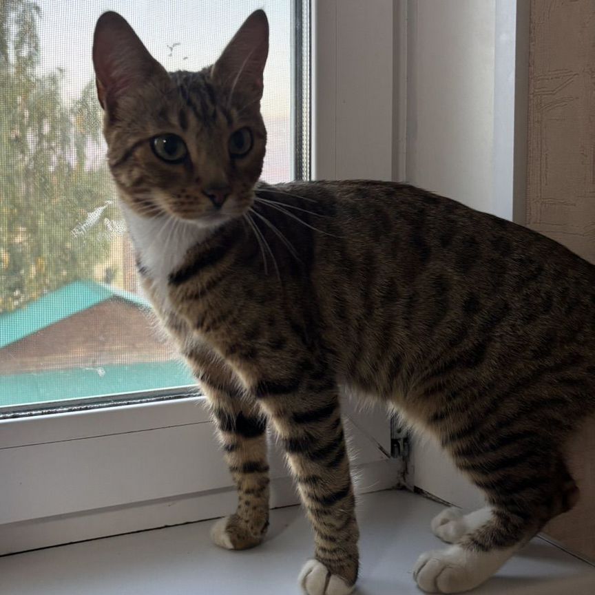 Бенгальская кошечка