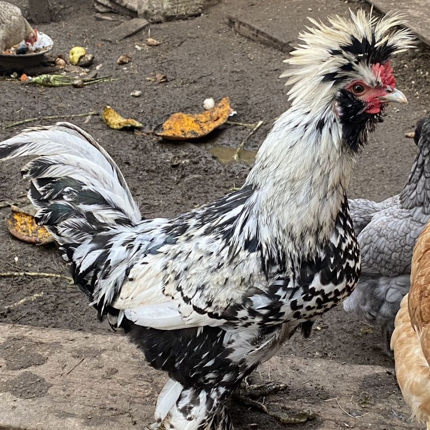 Молодые петухи