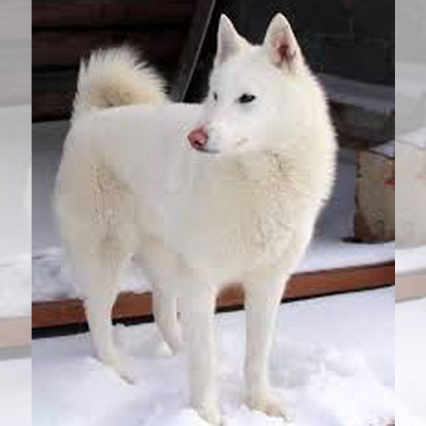 Щенок лайки