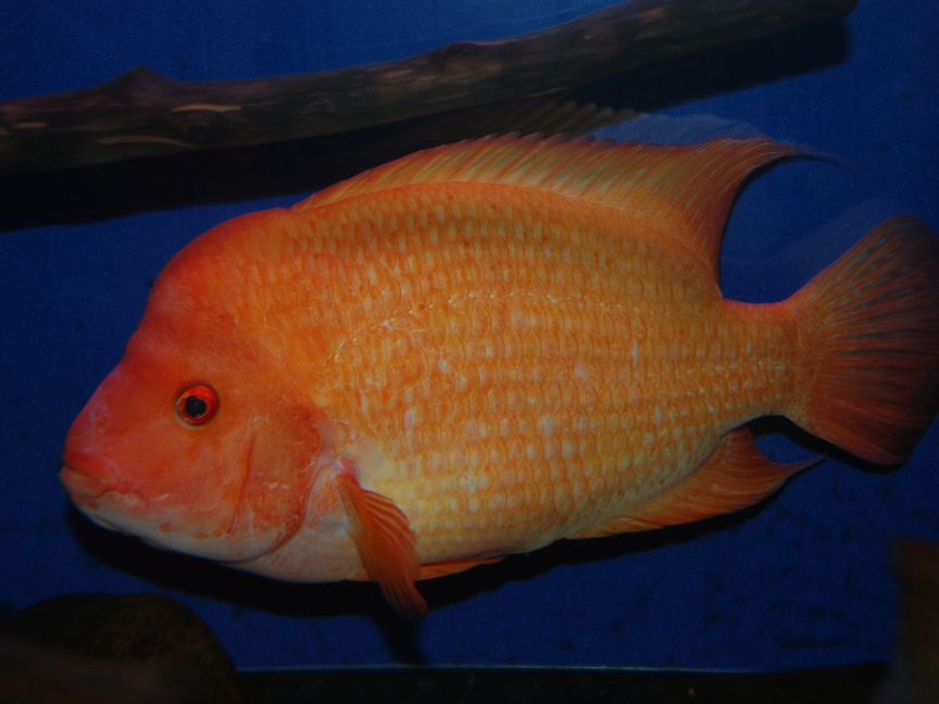 Цитроновая цихлазома