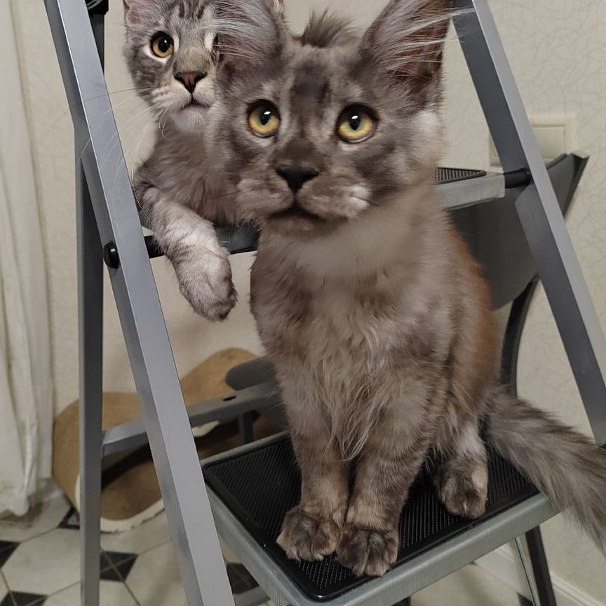 Мейн-кун котёнок