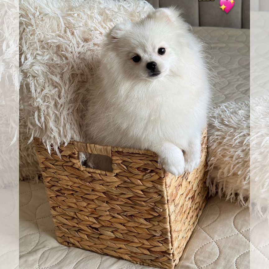 Померанский шпиц, щенок