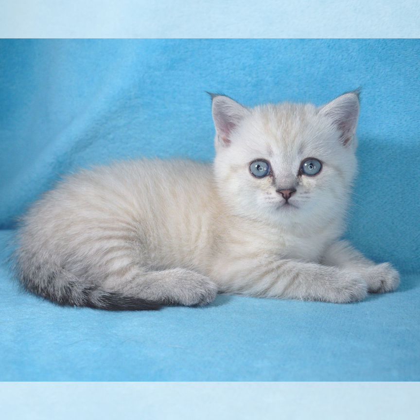 Шотландский котенок