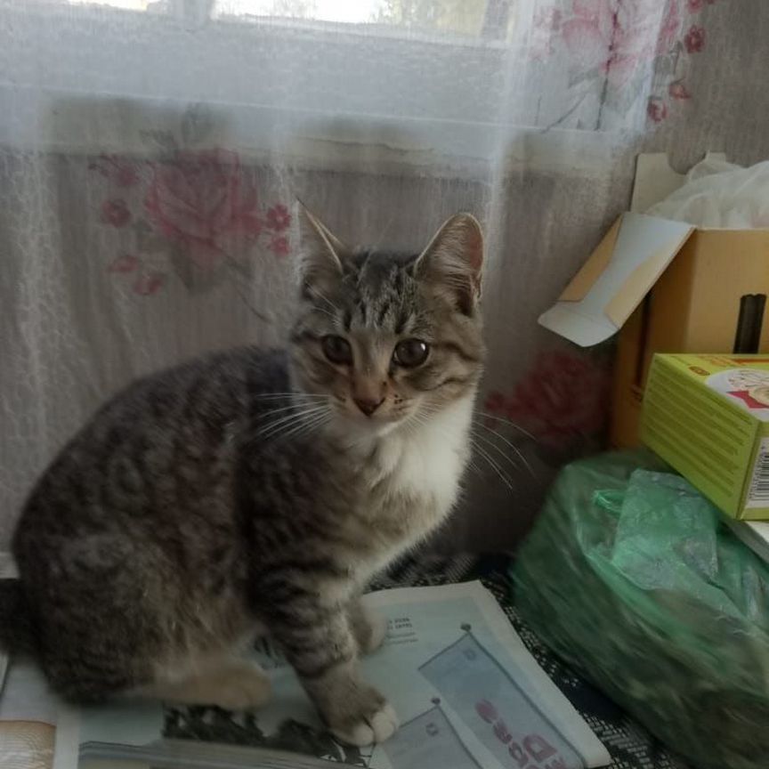 Приютить бездомного котика 4 месяца