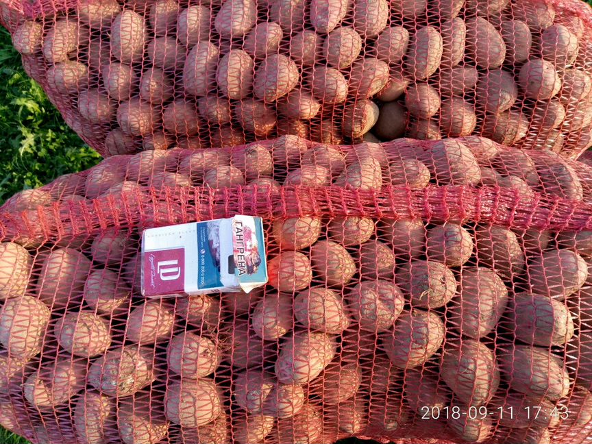 Картофель мелкий