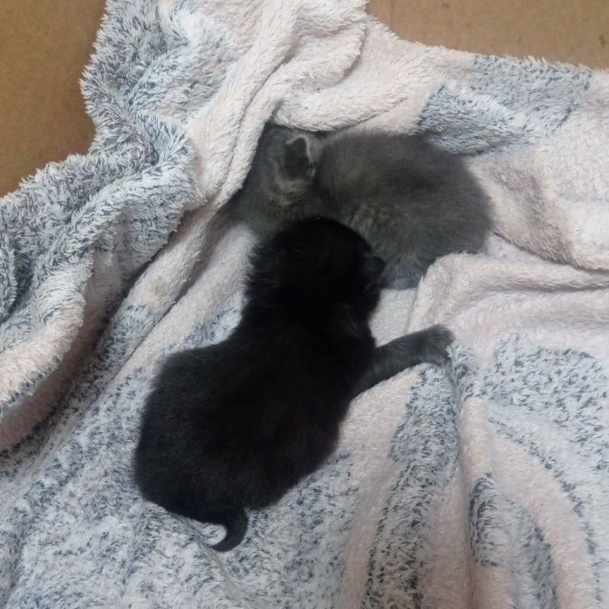 Котята в добрые руки